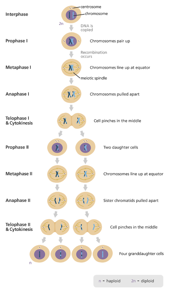MEIOSIS