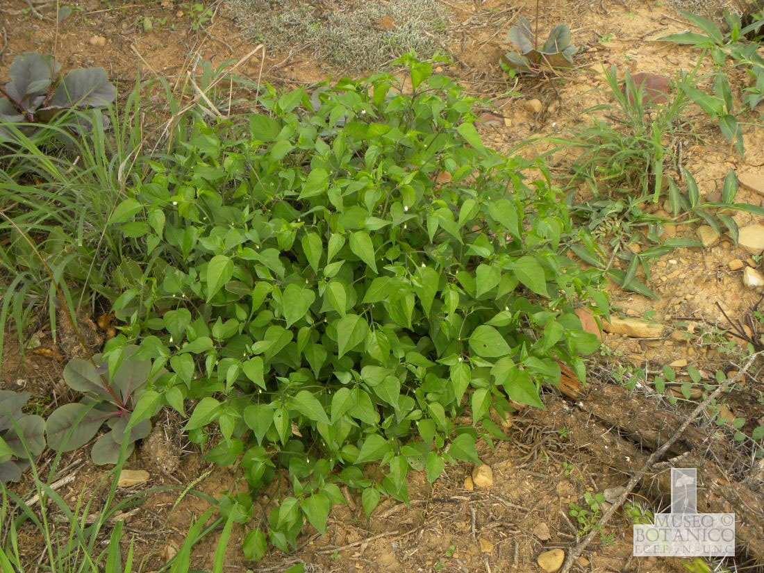 Argentina nativa: Ají de la mala palabra (Capsicum chacoense)