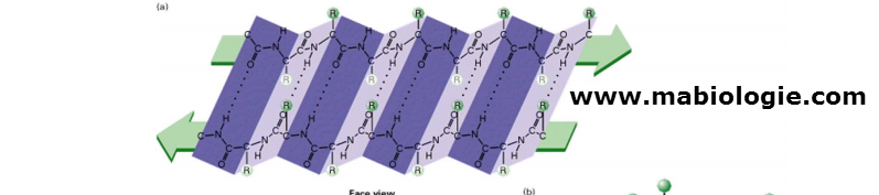 la structure primaire et secondaire des protéines - Biologie