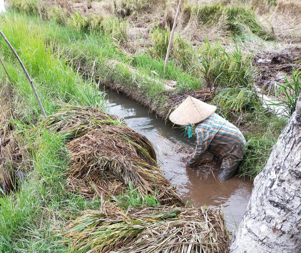Puluhan Hektare Sawah Siap Panen, Petani di Sanggar Bima Rugi Akibat Banjir Bandang