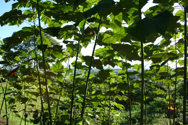 Pohon Kayu Balsa Dan Beragam Kegunaannya (Mengenal Lebih Dekat)