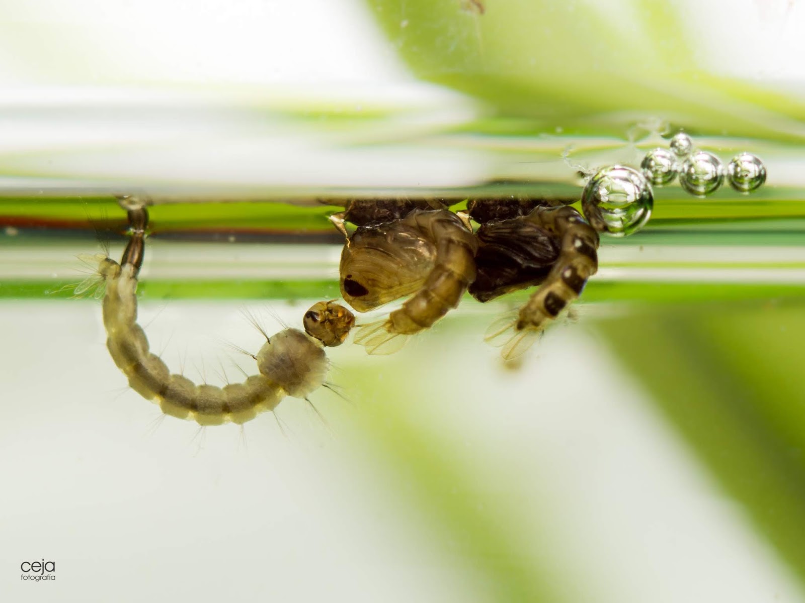CEJA | Fotografía: Mosco del Dengue - Yellow fever mosquito (Aedes aegypti)