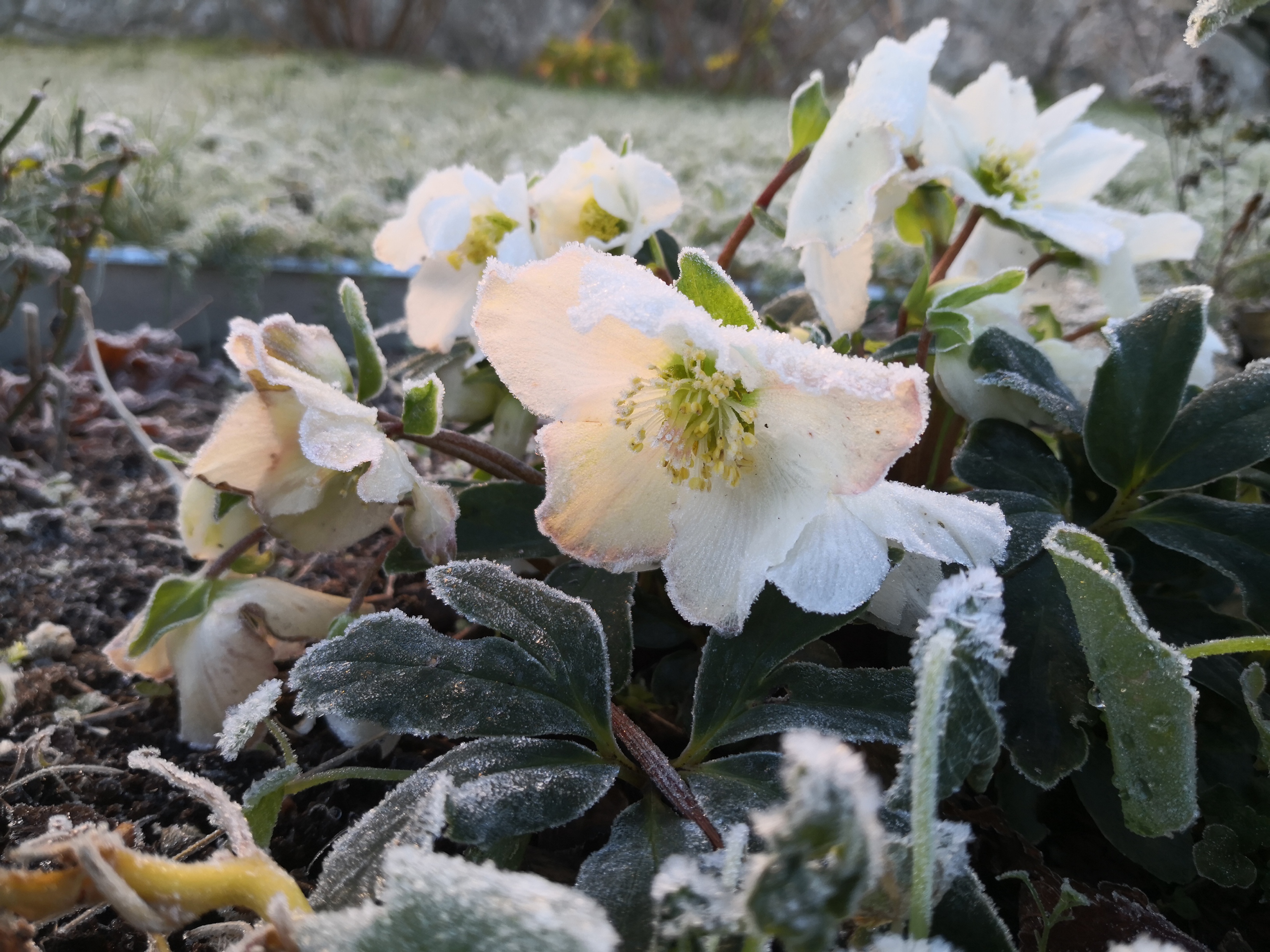 Davidssons på Donsö: Blommande och frostig novemberdag