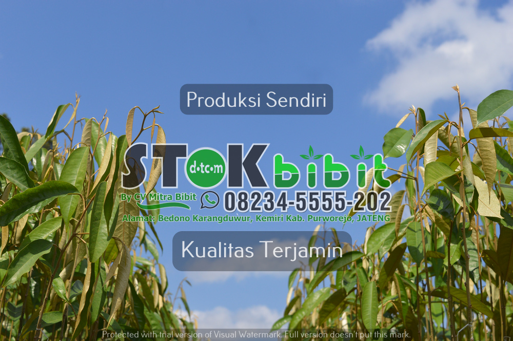 Ki hujan atau Trembesi pohon trembesi adalah - bibit mangga agrimania
