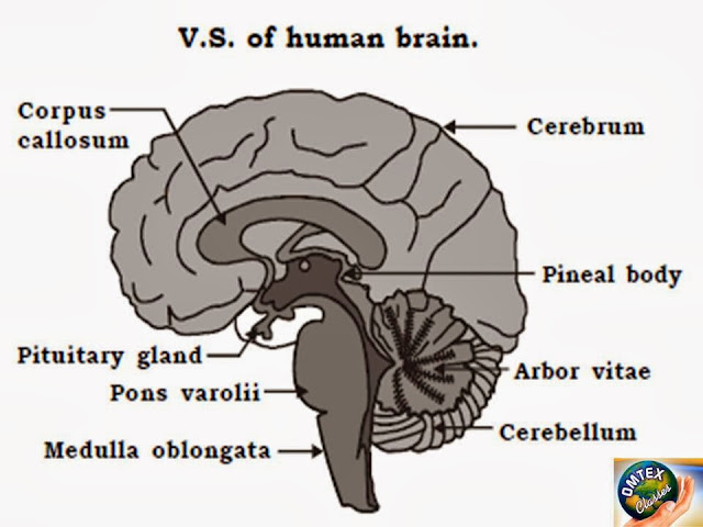 OMTEX CLASSES: Vertical section of Human brain. [Diagram]