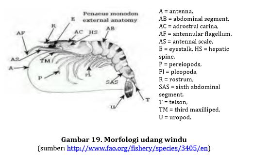 Seleksi Calon Induk Krustasea Bagian 2 - Udang Windu - Our Akuntansi