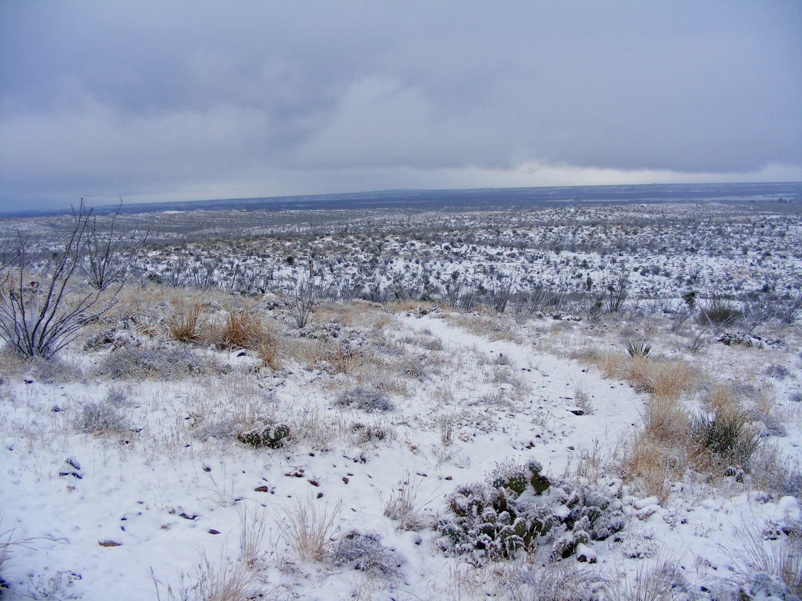 Desert Packrat: Snowy Desert