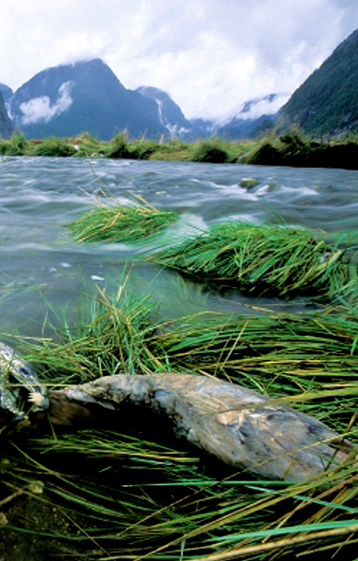 The Great Bear Rainforest, Canada | Holidayspots4u