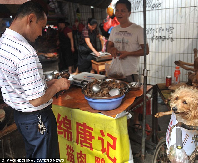 Así cazan a los perros para cocinarlos en China (Imágenes fuertes ...