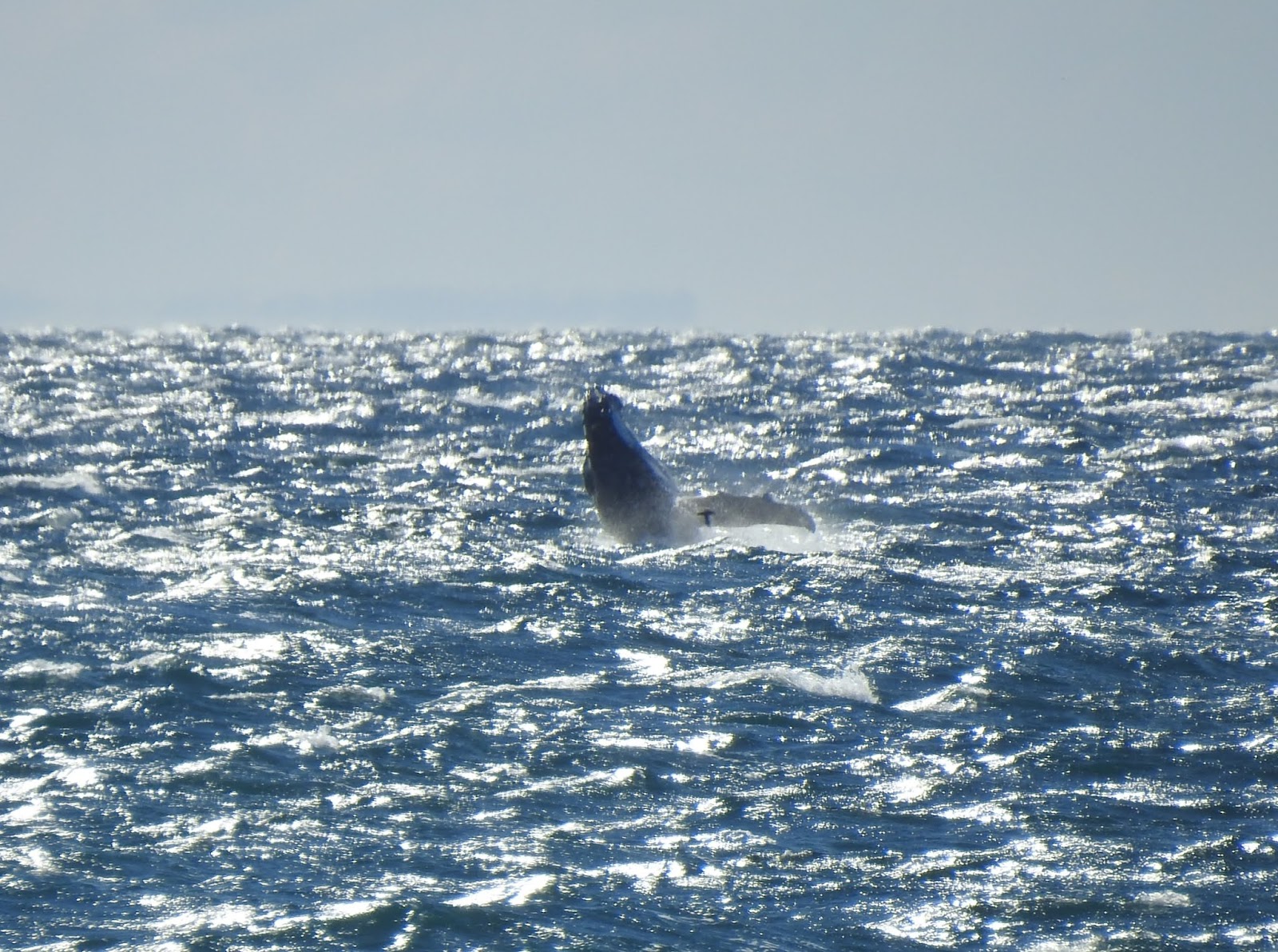 Travel with Kevin and Ruth: Have never seen so many whales!