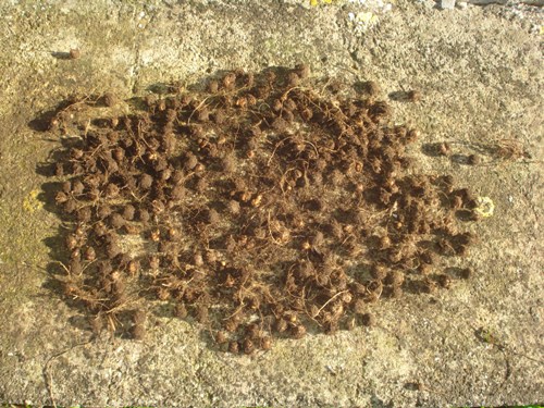 amicidellortodue: CIPERO - RACCOLTO