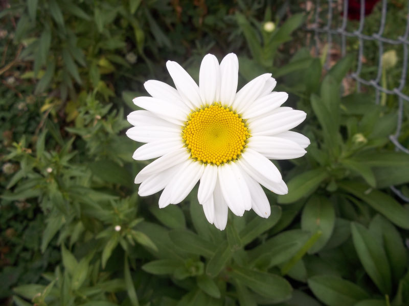 Davy's Louisiana Gardening Blog: The Wonderful Shasta Daisy