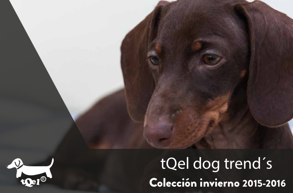 tQel, dog trends : NUEVA TEMPORADA DE ROPA PARA PERROS