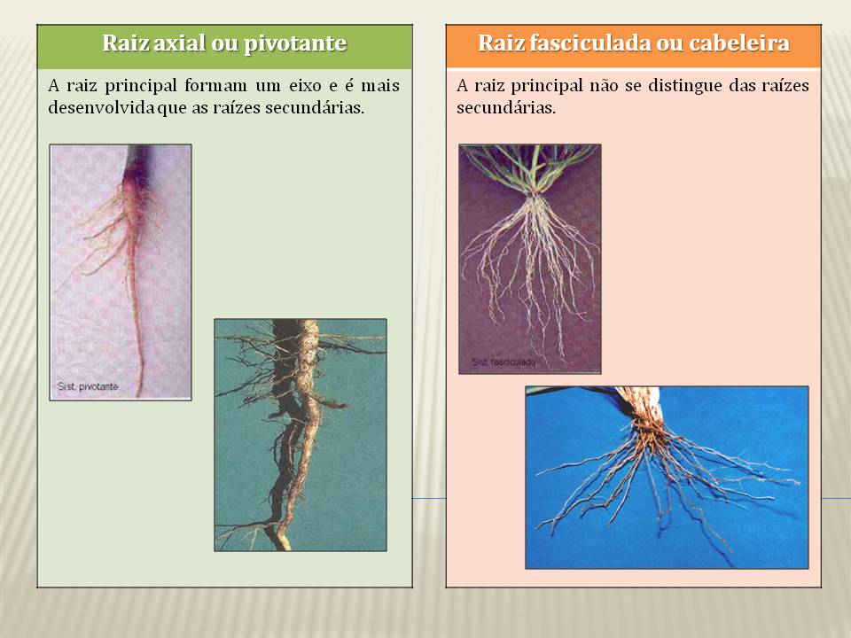 Biologia no João: 2º ano - Raiz