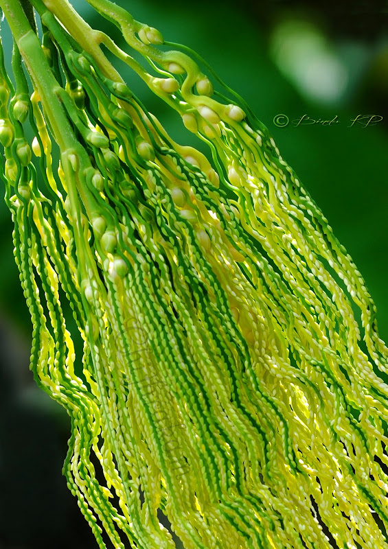 ചിത്രകം: കവുങ്ങിൻ പൂക്കുല (Areca Catechu Inflorescence)