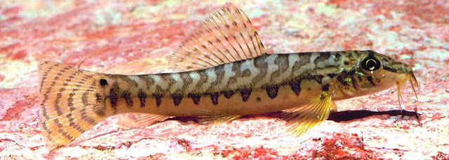 Tiger Loach ~ Aquatic Students' Association