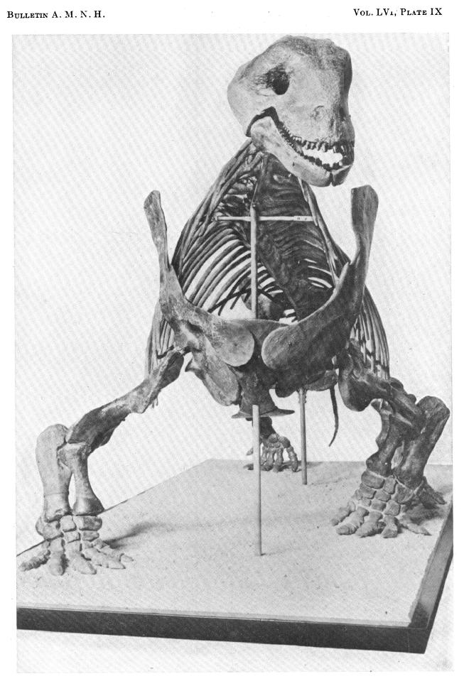 AGATHAUMAS: Moschops