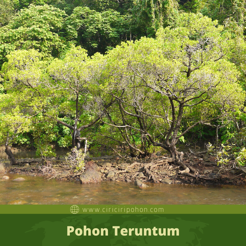 Ciri Ciri Pohon Teruntum (Lumnitzera racemosa) Di Alam Liar ...