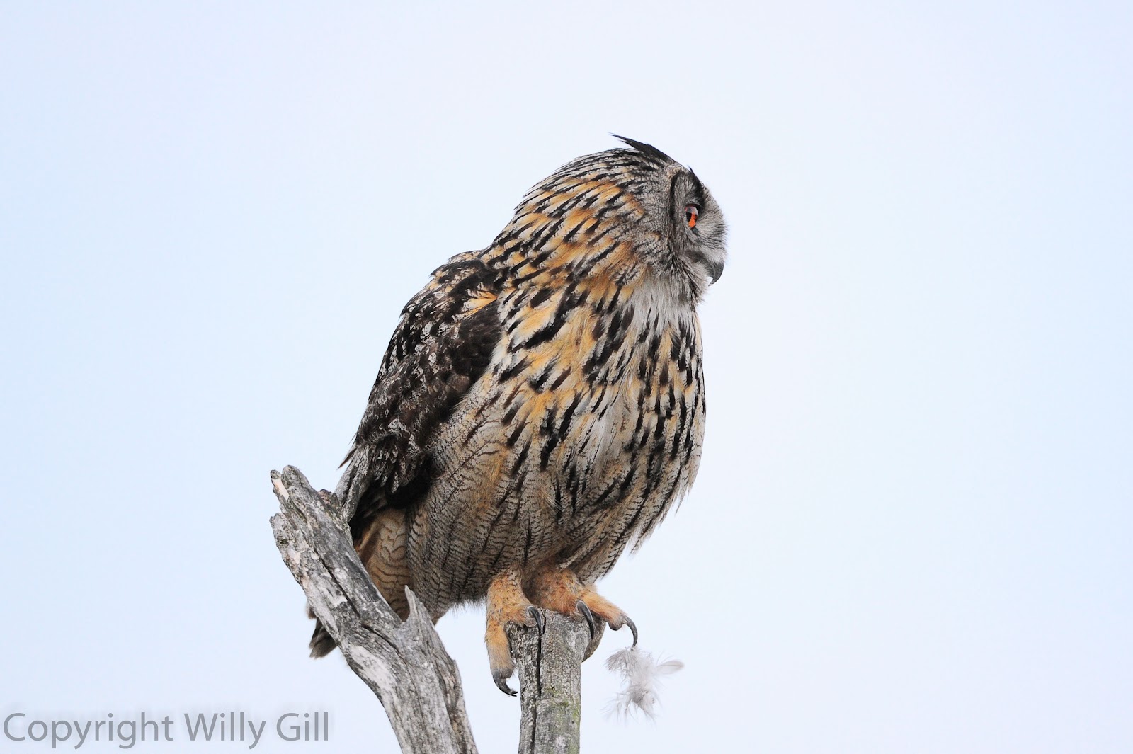 Willy Gill Naturfoto: Herlig natt i hubroland/Fantastic meeting with ...