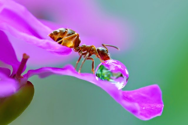The Most Beautiful Ants View Captured by Miki Asai Photographer - worl ...