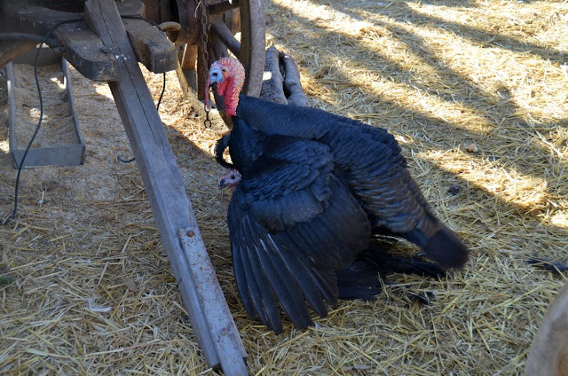 desde mi cadiera: pavo negro de gers