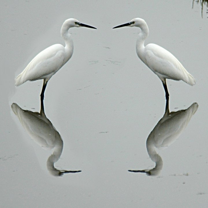 Imagens para a Matemática: Simetria?