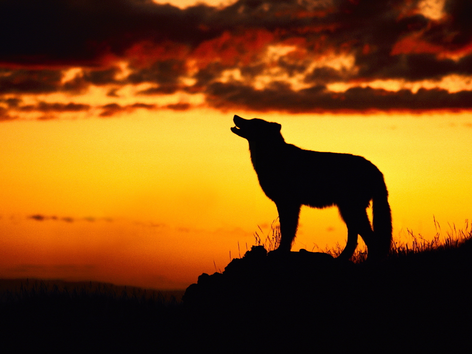 Fotografías de feroces lobos en campo natural
