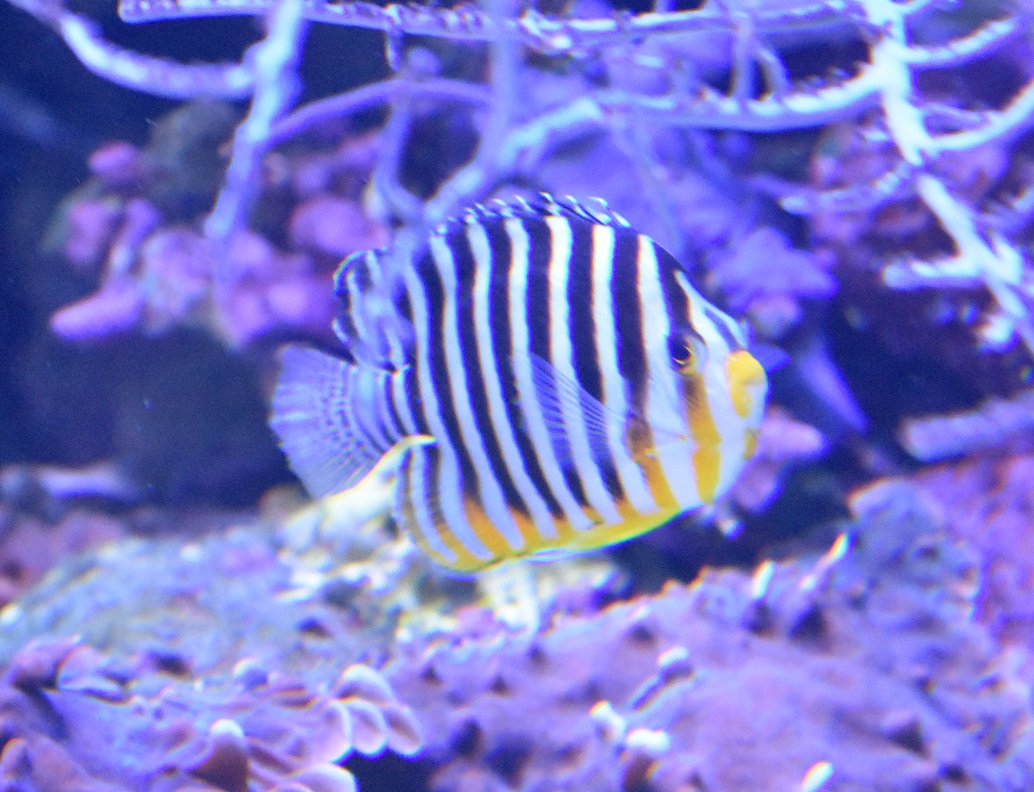 ZOOTOGRAFIANDO (6.100 ANIMALS): PEZ ÁNGEL BARRADO / BARRED ANGELFISH ... ZOOTOGRAFIANDO (6.100 ANIMALS): PEZ ÁNGEL BARRADO / BARRED ANGELFISH ...
