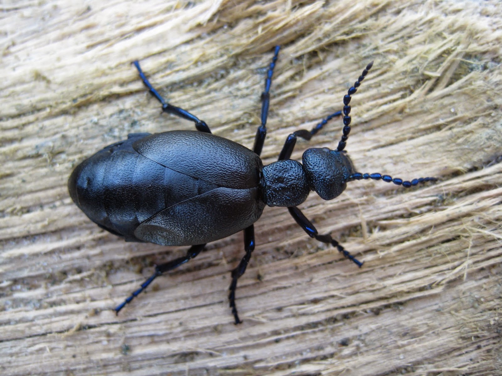 Insects of Britain: Oil Beetle