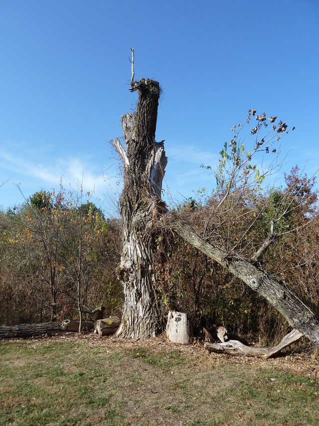 Stealing and giving odour: The Dave Matthews Band - "The Dreaming Tree"
