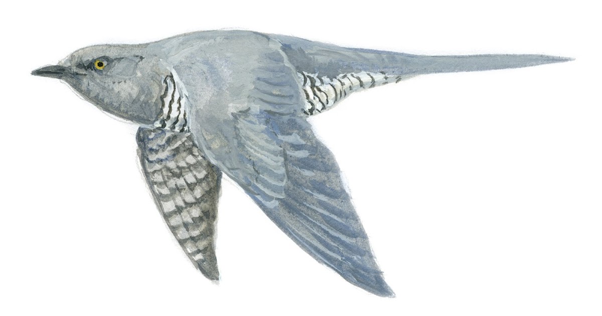 Okulár do přírody Vimperska: Kukačka obecná