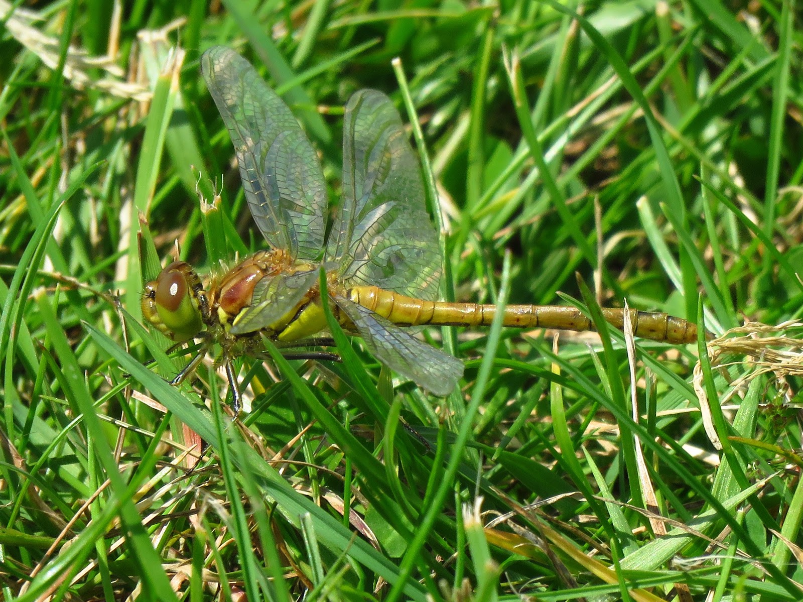 BugBlog: Hull Dragons 2020: July summary