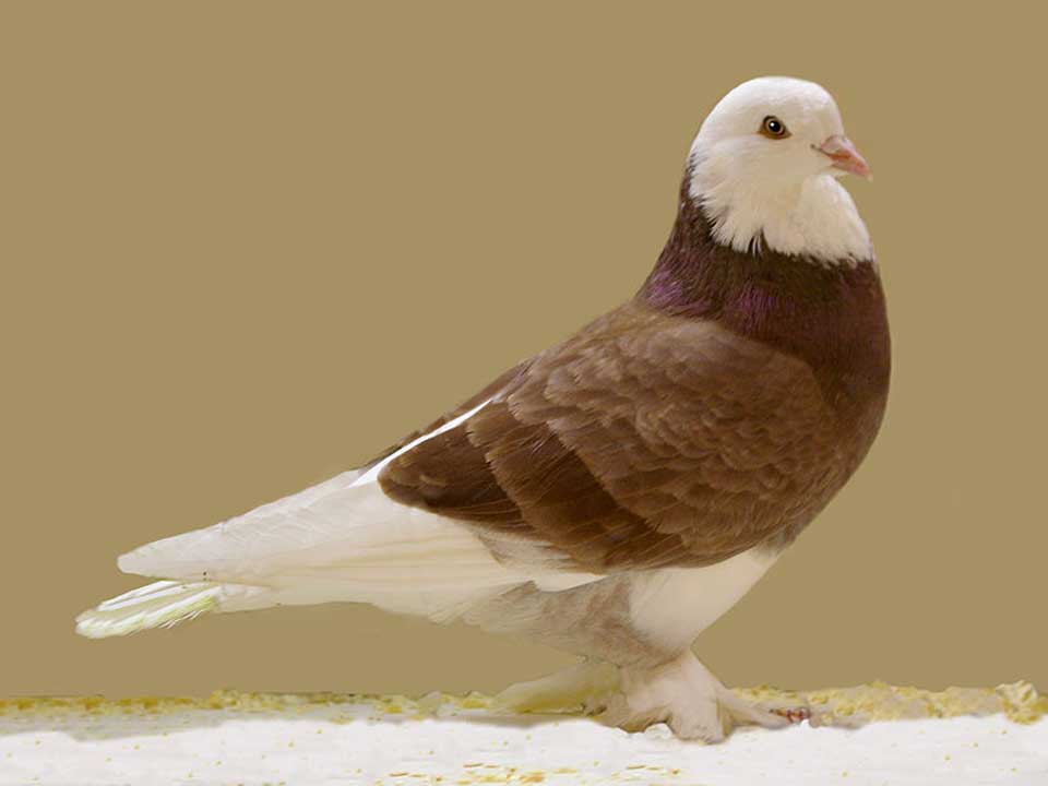 Beautiful Pictures of Tumbler Pigeons