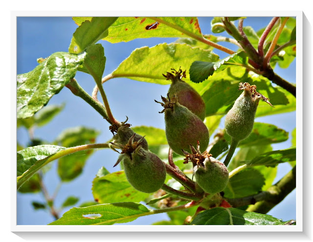 Mike's Cornwall: Growing Apple Tree From A Pip - Plus Cornwall's Eden ...