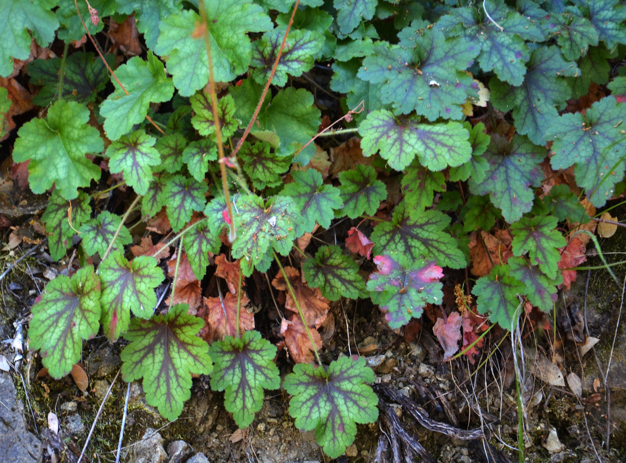 Heuchera micrantha - Crevice alumroot - Small-flowered alumroot care ...