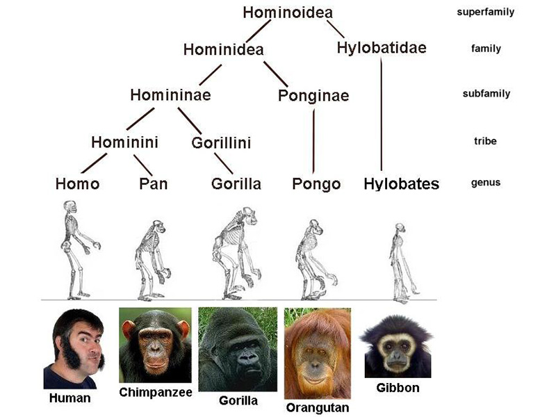 Asuntos de familia. Los Primates.