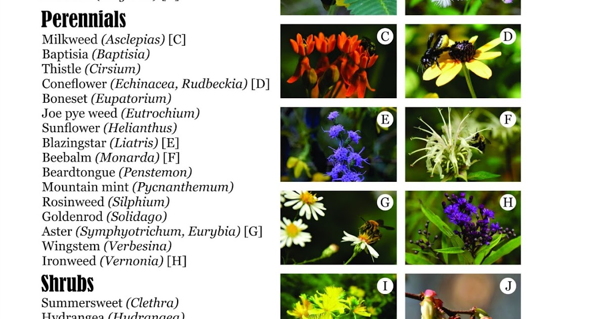 Using Georgia Native Plants: Native Plants for Native Bees