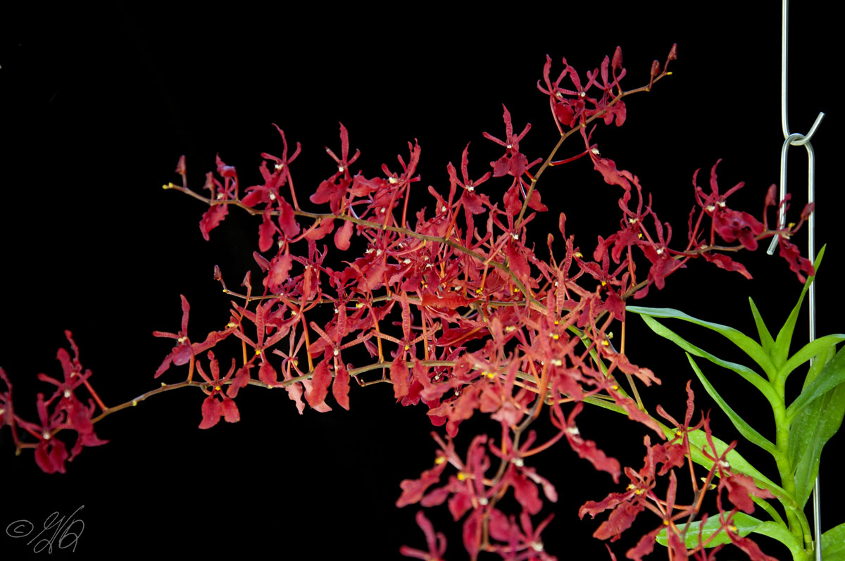 Renanthera imschootiana care and culture | Travaldo's blog