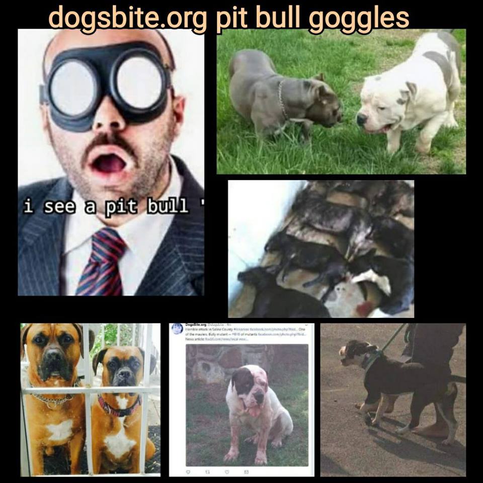 The Anti Breedism Alliance: "American Pit Bull Terrier" - Attacks ...