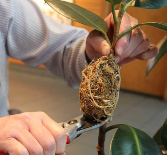 HOW TO TAKE CUTTINGS FROM FICUS ELASTICA |The Garden of Eaden