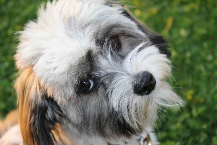 Havanese Dog Breed Information and Facts - Dogalyo
