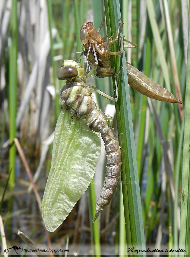 Dragonflies: Emergence | Focusing on Wildlife