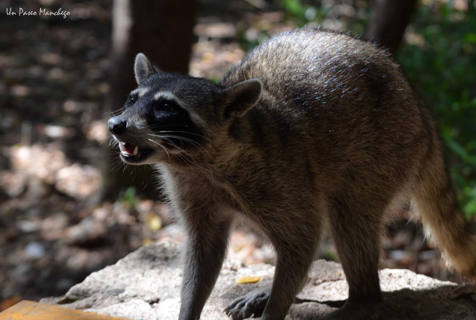 Un Paseo Manchego: Mapache de Norteamérica (Procyon lotor).