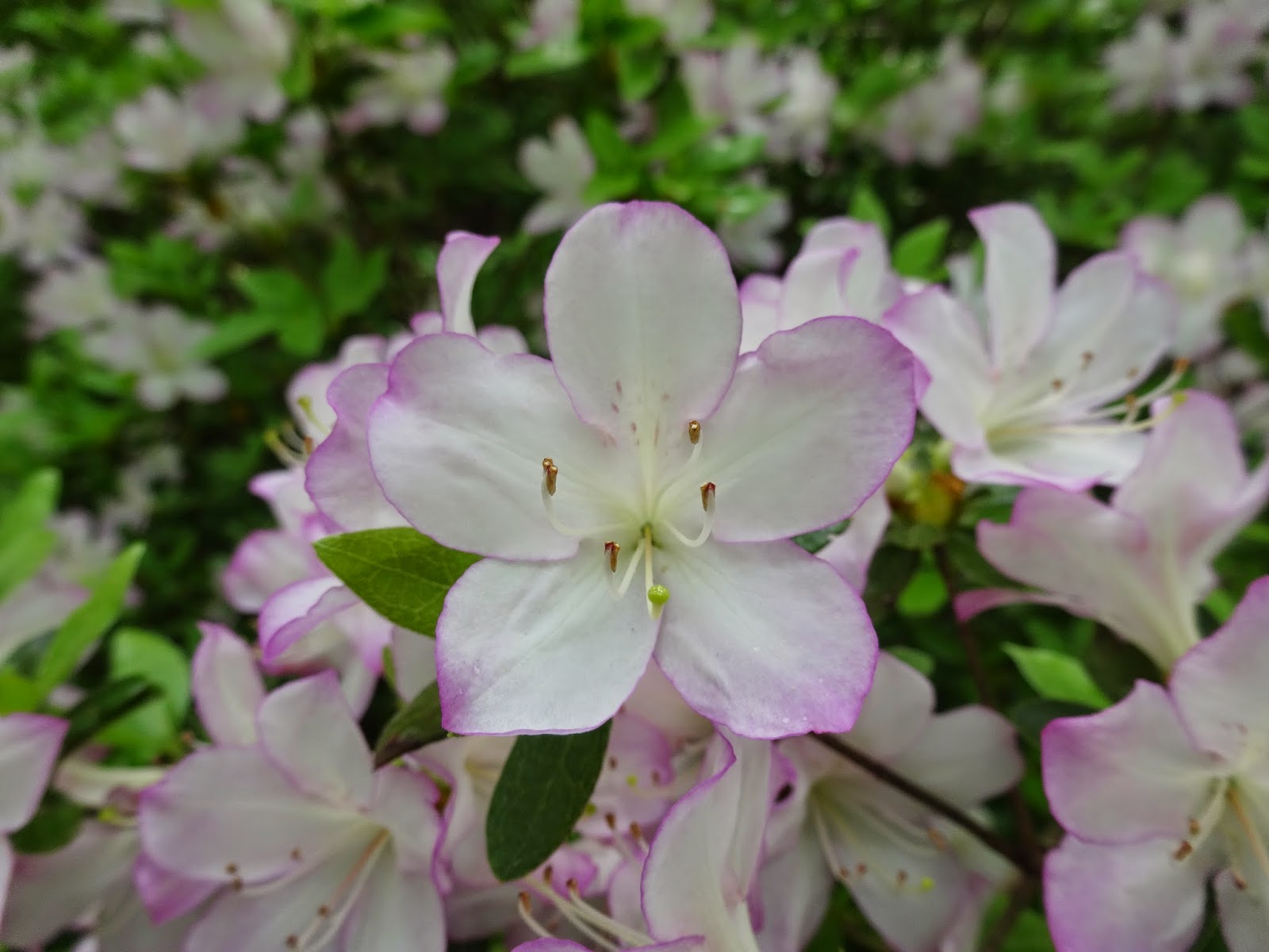 Love, Joy and Peas: Pink and White Azalea Photos