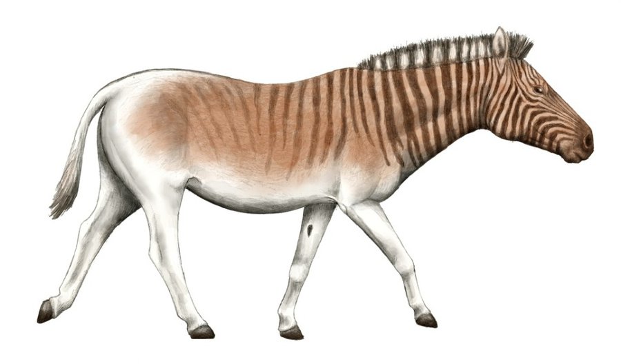EBL: Quagga: Did they go extinct or are they still with us?
