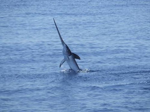 Il mondo del sapere per grandi e piccini: Il Pesce Spada