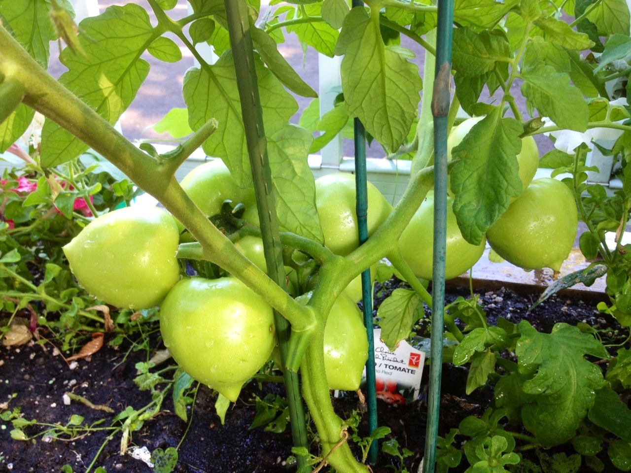 My love for gardening: My 2 tomatoe plants "Big Beef" and "Primo Red ...