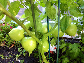 My love for gardening: My 2 tomatoe plants "Big Beef" and "Primo Red ...