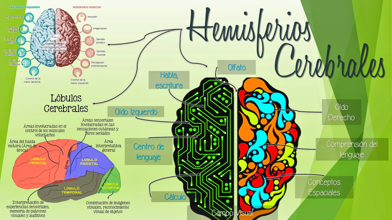 Fisiología Médica: Hemisferios Cerebrales