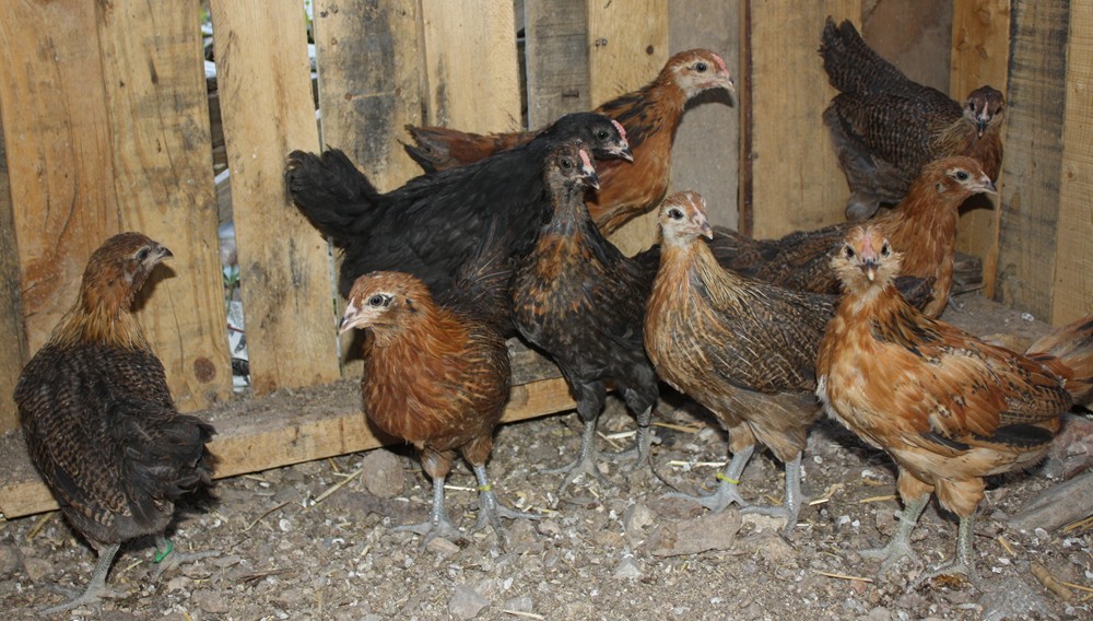 The Edible Garden: Chicks & Ducks Oh My!